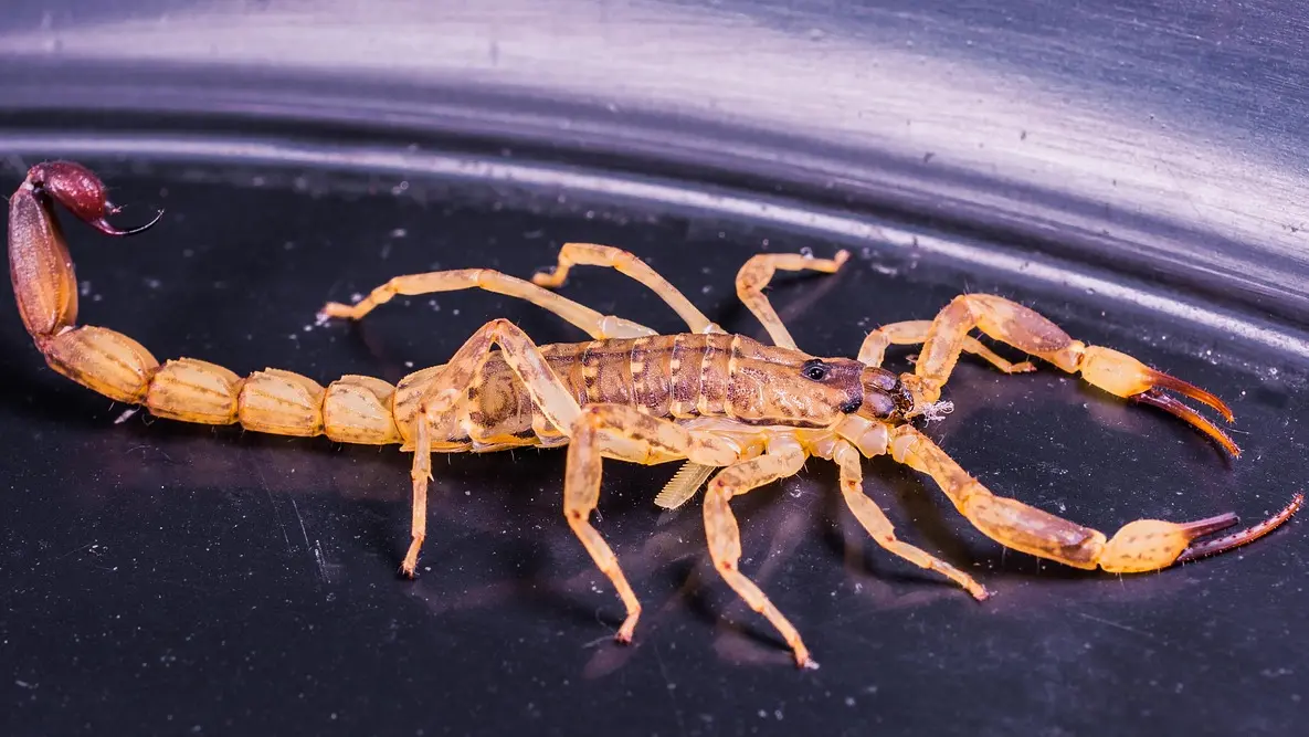 Život se menja 23. oktobra: Sunce ulazi u Škorpiju - energija koja ruši sve pred sobom